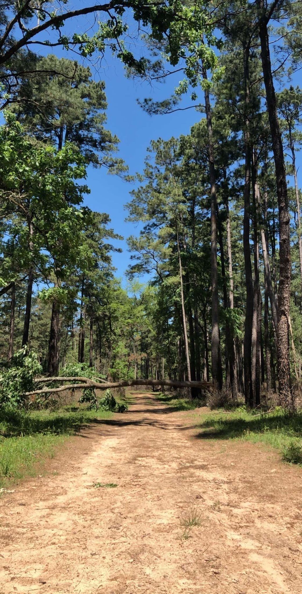 Locations Hub - W G Jones State Forest