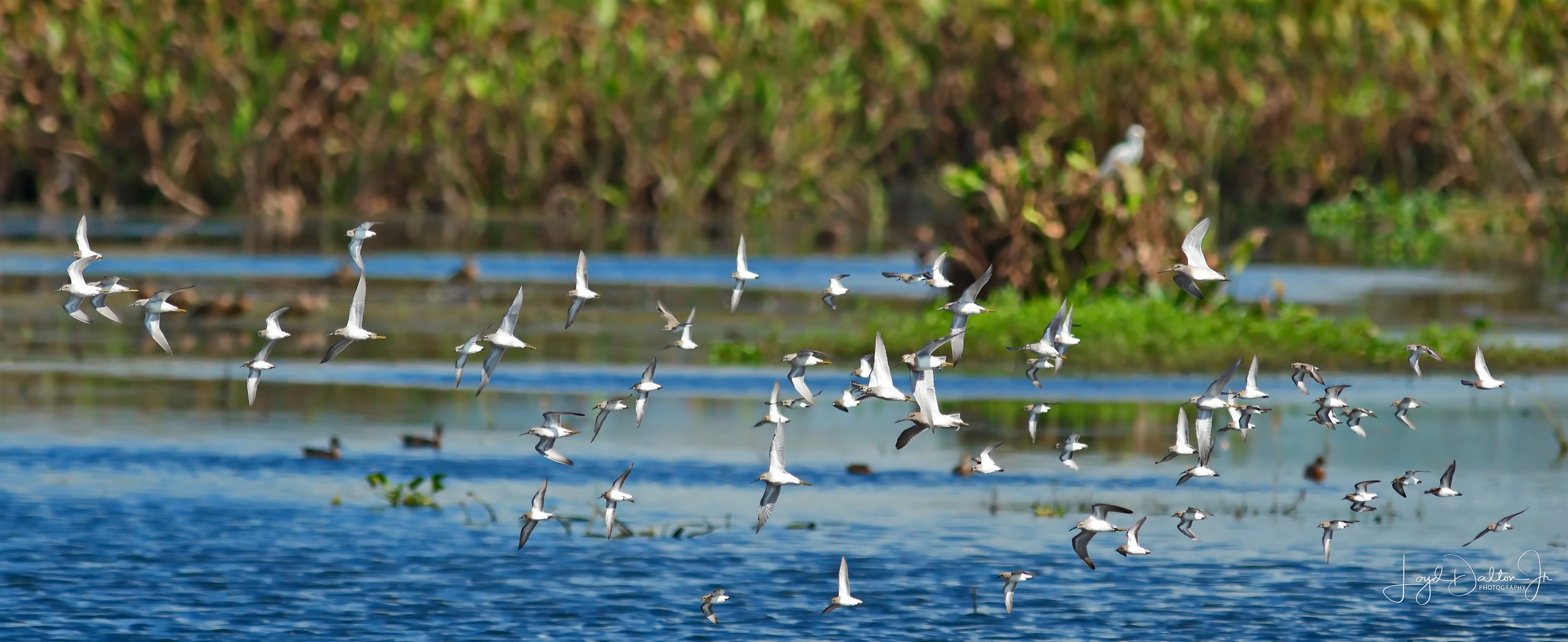 Locations Hub - Cattail Marsh Scenic Wetlands & Boardwalk