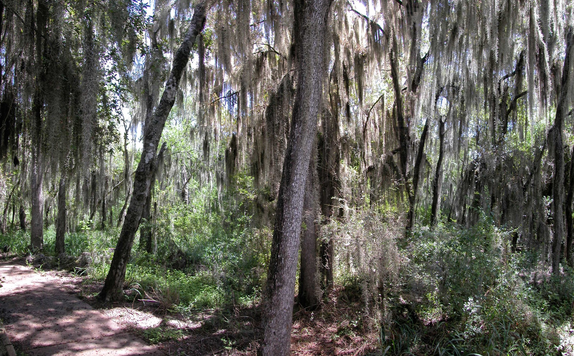 Locations Hub - Santa Ana National Wildlife Refuge - Trail