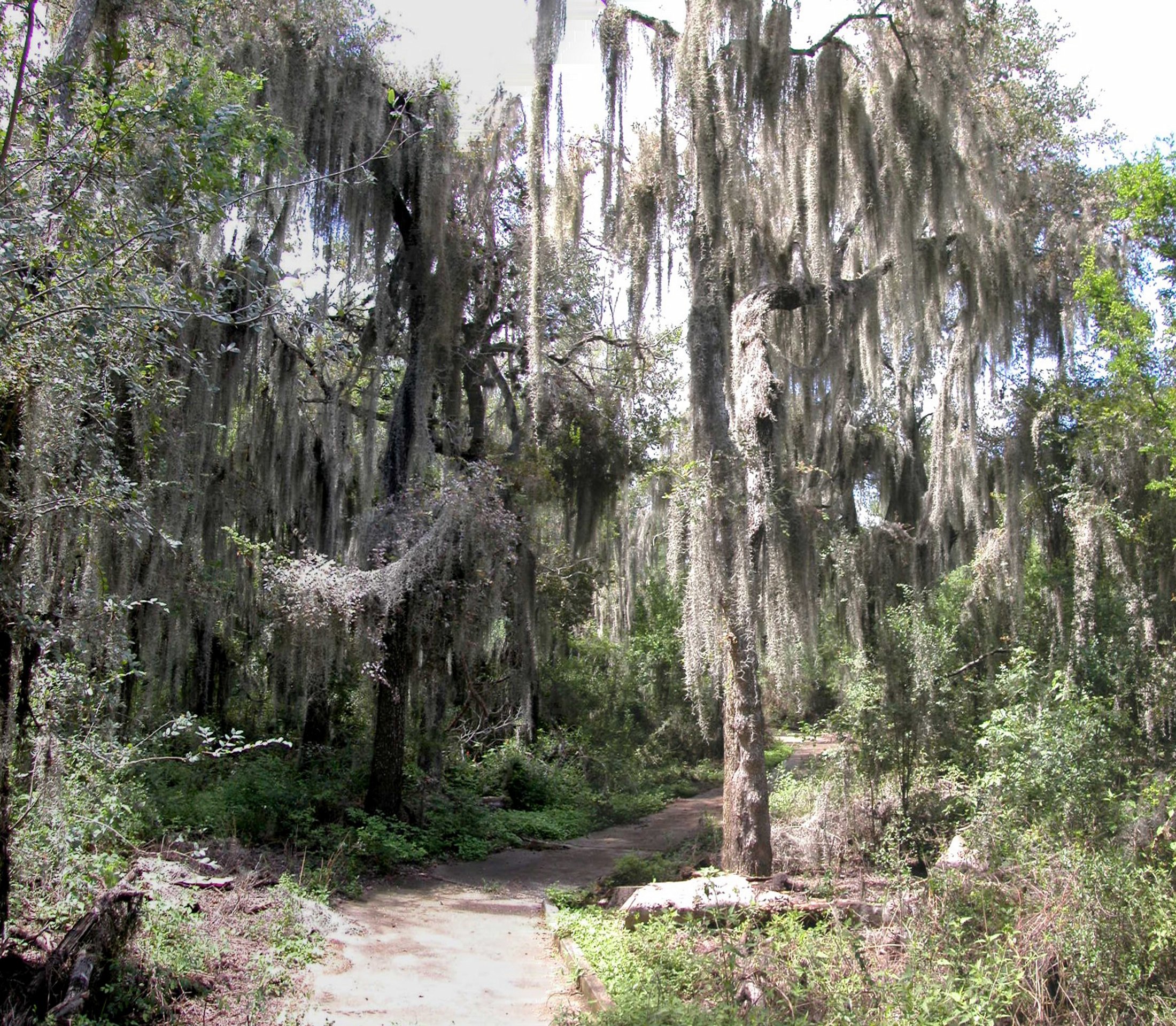 Locations Hub - Santa Ana National Wildlife Refuge - Trail