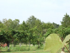 Locations Hub - Homestead Vineyard & Winery at Ivanhoe